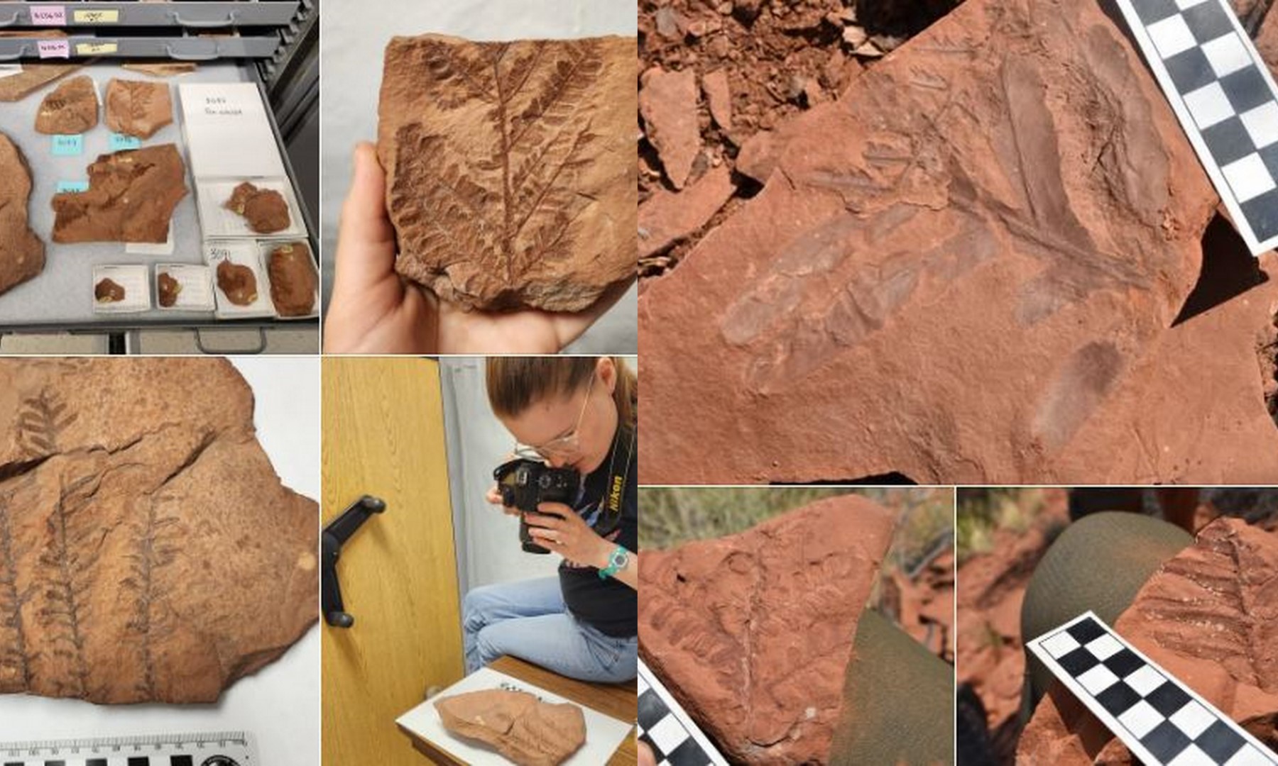 Tracks & Trace Fossils of The Grand Canyon – UtahGeology