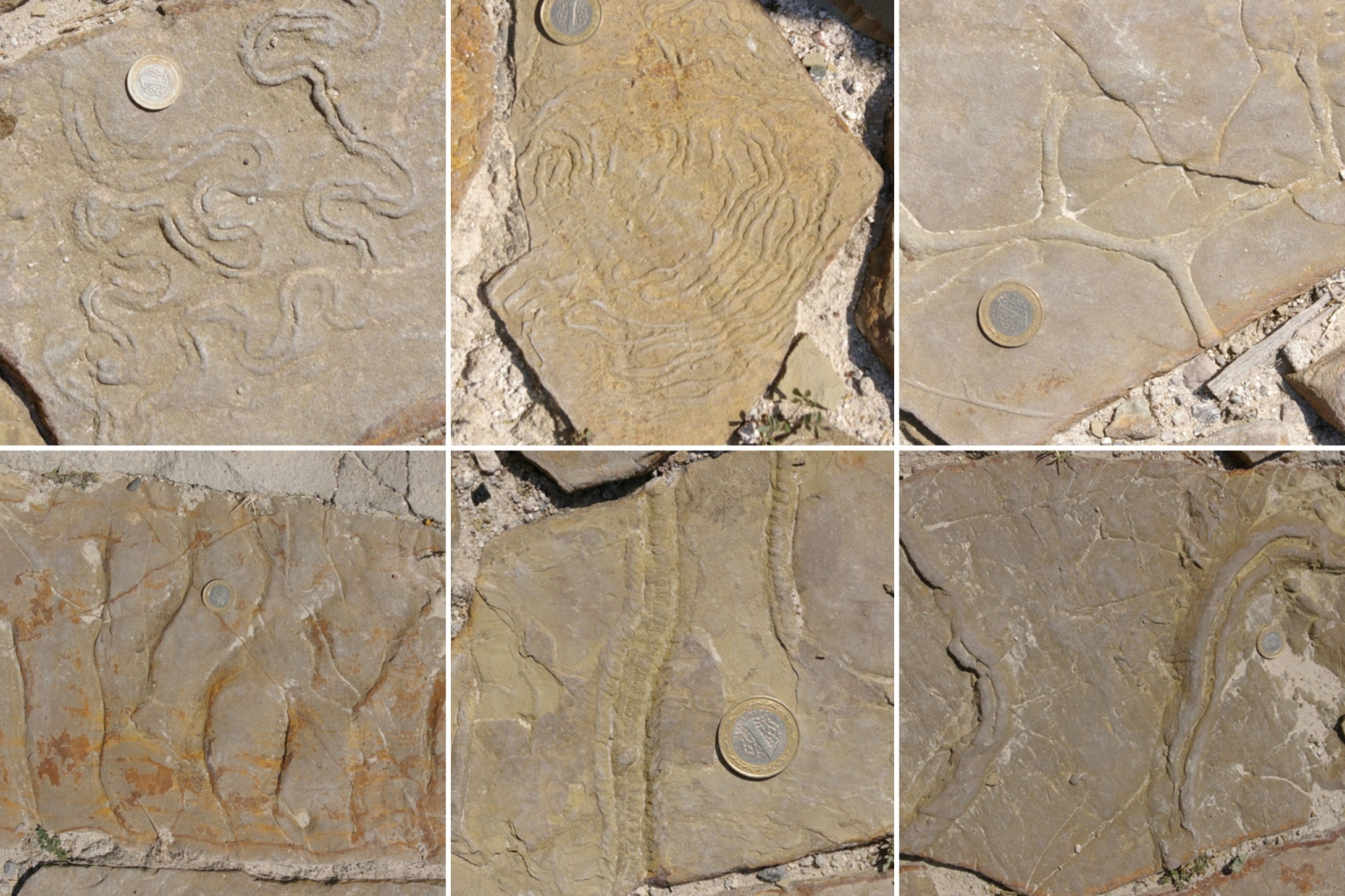 Tracks, Traces & Other Fossils of The Grand Canyon & Grand Staircase ...